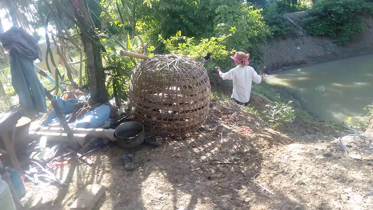 Treatment is Cow SAR TEUk USE Para ampex 7 days - YouTube