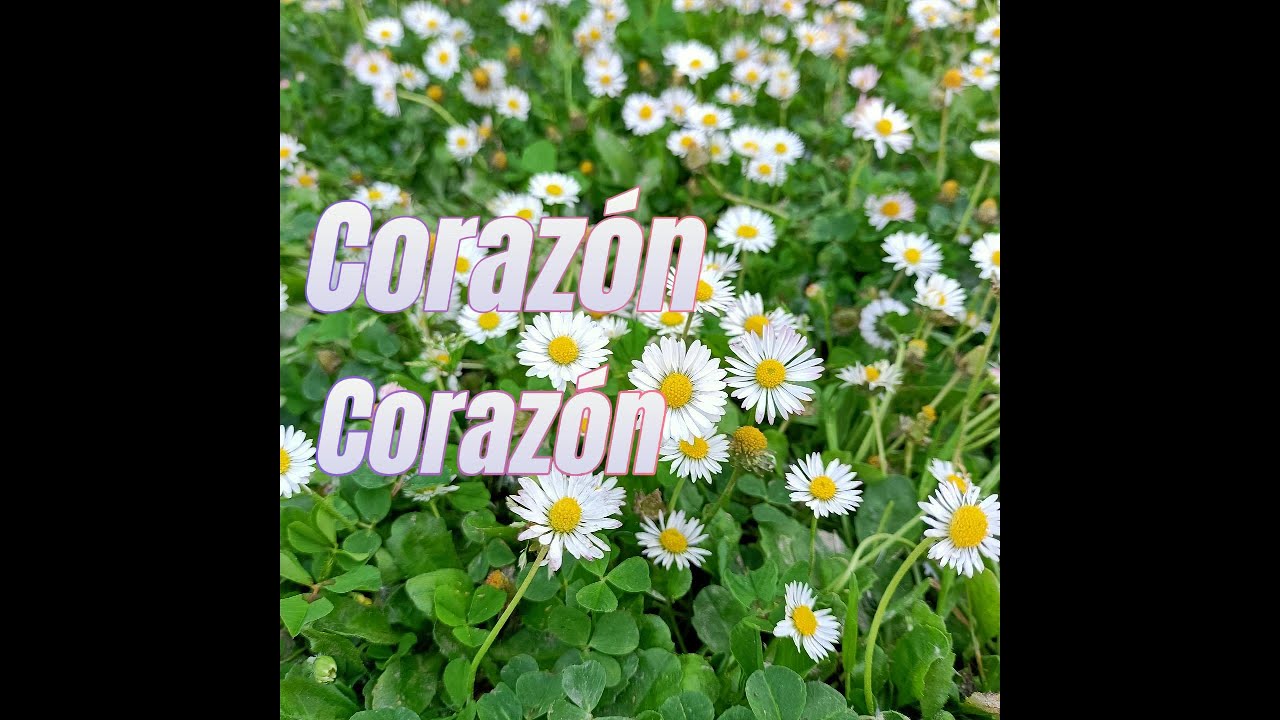 Corazón Corazón (Cover Julio Iglesias) - YouTube