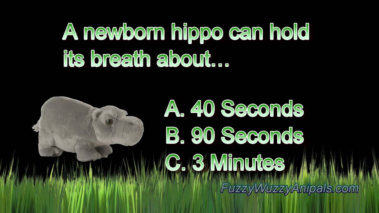 Baby Hippo Animal Quiz - YouTube