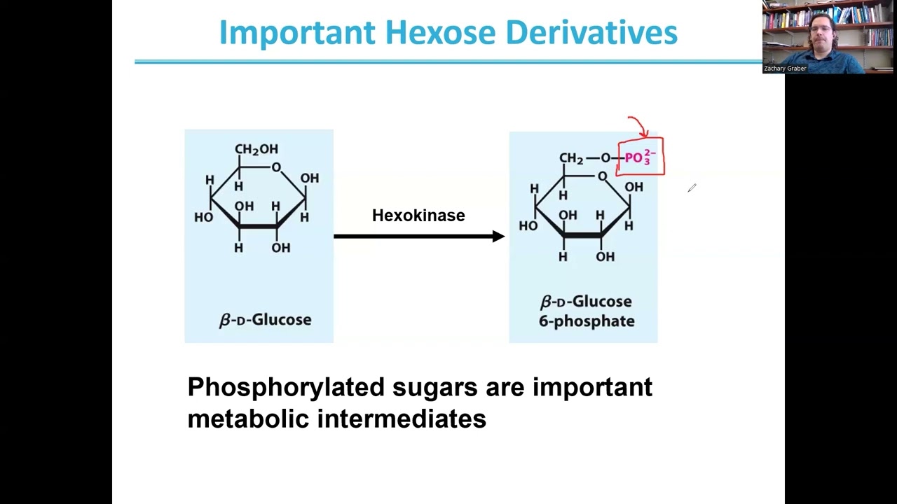 Modified Sugars_Biochemistry I_20 - YouTube