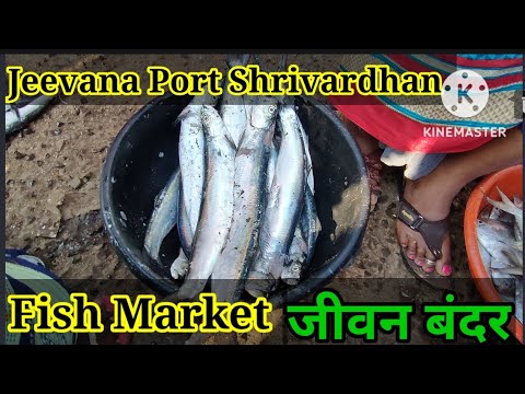 Jeevana Port Fish Market | Shrivardhan Diveagar Fish Market | Fish ...