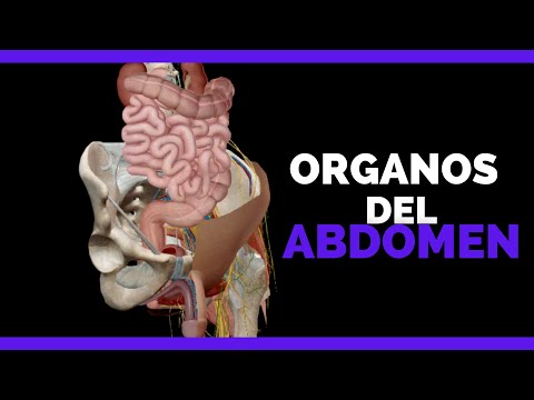 Anatomía Del Abdomen Femenino | Doctor Online