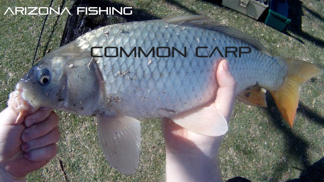 Arizona Fishing for Common Carp - YouTube