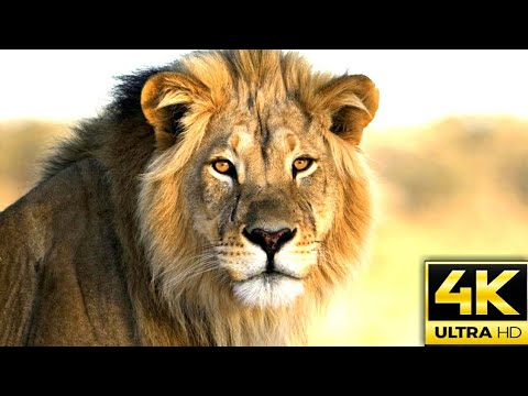 African Wildlife - African Nature - 4K UHD Part# 1 - YouTube