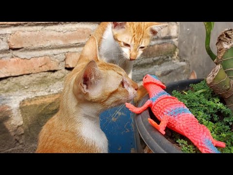 Kadal Berwarna Pink Yang Ingin Berkenalan Dengan Kucing Oyen - YouTube