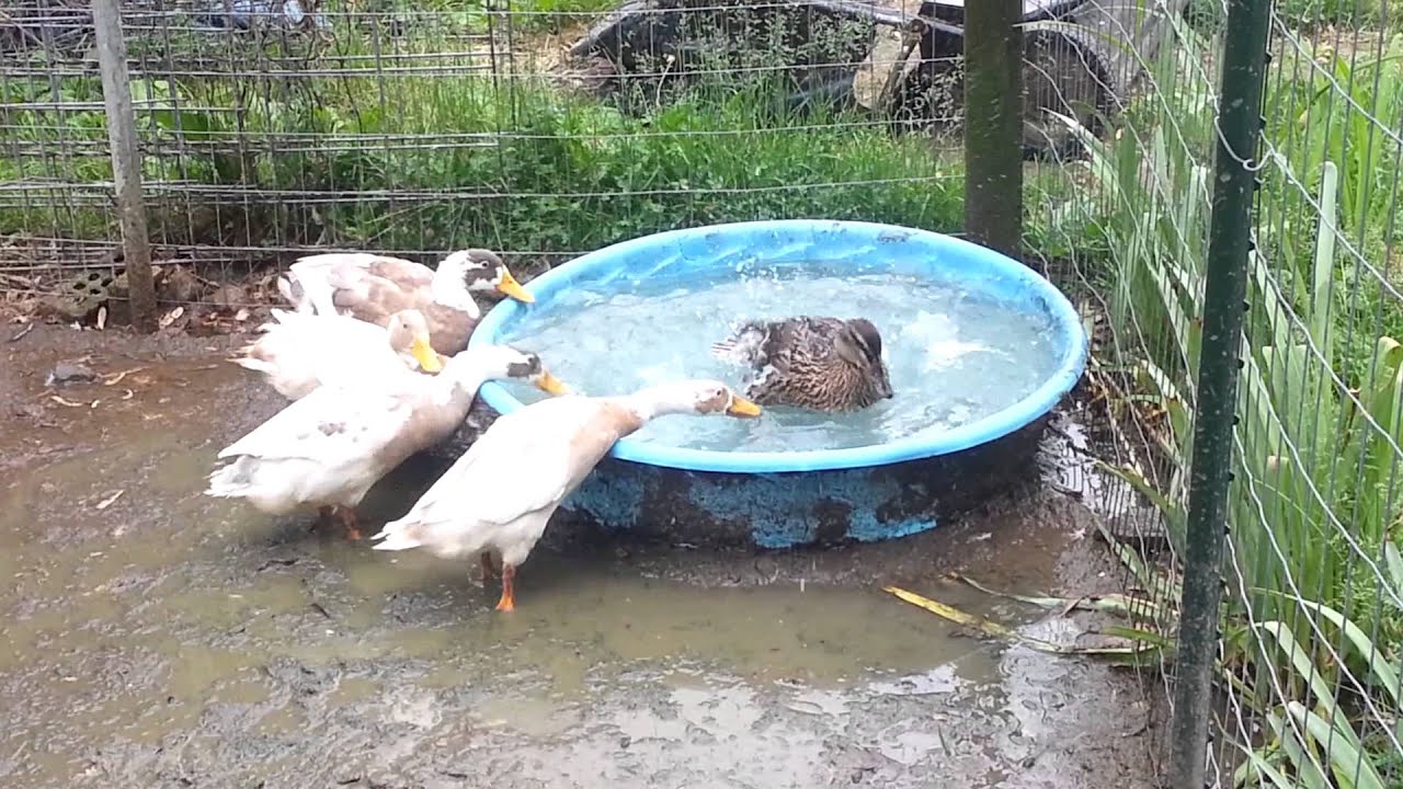 How to take a duck bath - YouTube