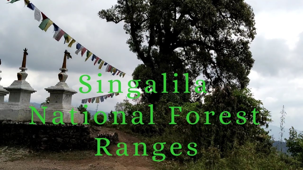 Darjeeling | Dhotrey Singalila national Forest to Hattha Village - YouTube