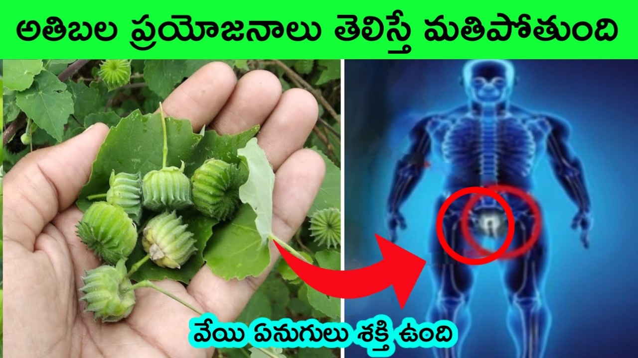 Atibala plant benefits in telugu | Athibala herbal plant uses | telugu ...