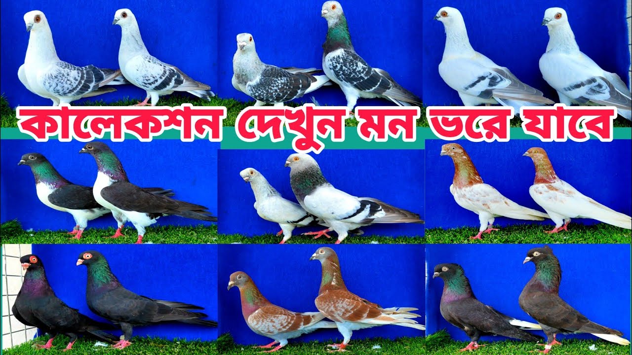 সবধরনের দামাসিন হাই ফ্লাইয়ার বুদাপেস্ট রেসার ও কালারিং কবুতর কিনুন ...