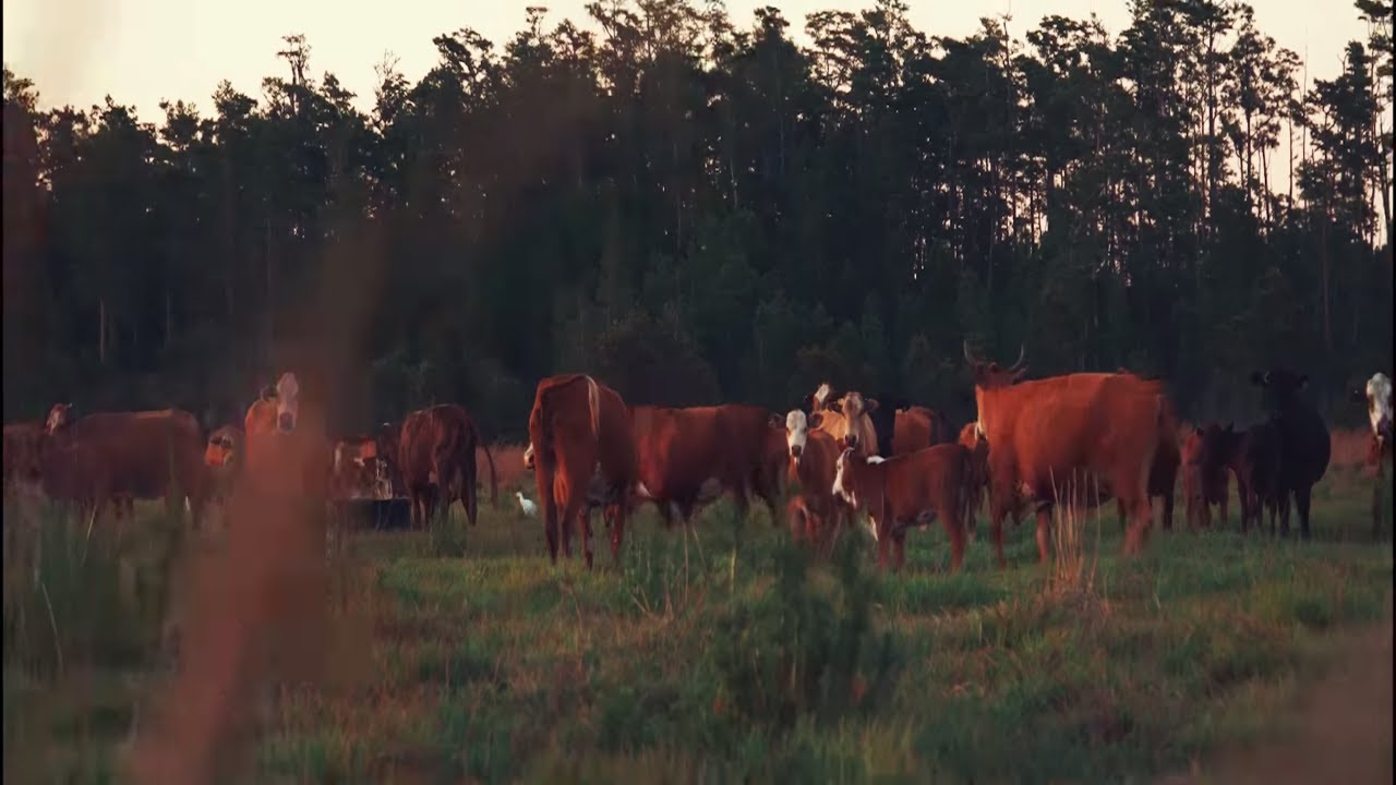 Chasing Cows - Simplicity Series - YouTube