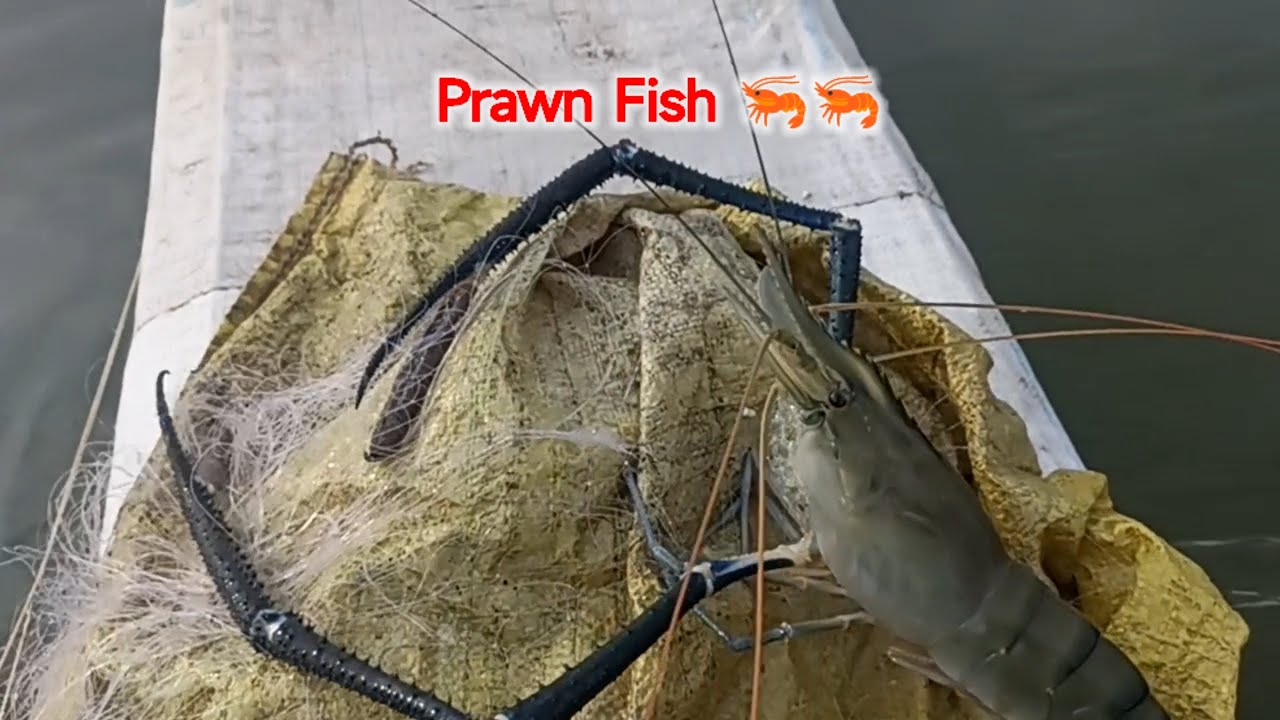 Fish Fishing In Net Fishing Prawn Fish 🦐 Catch |Best Fish Prawn Fish 🦐 ...