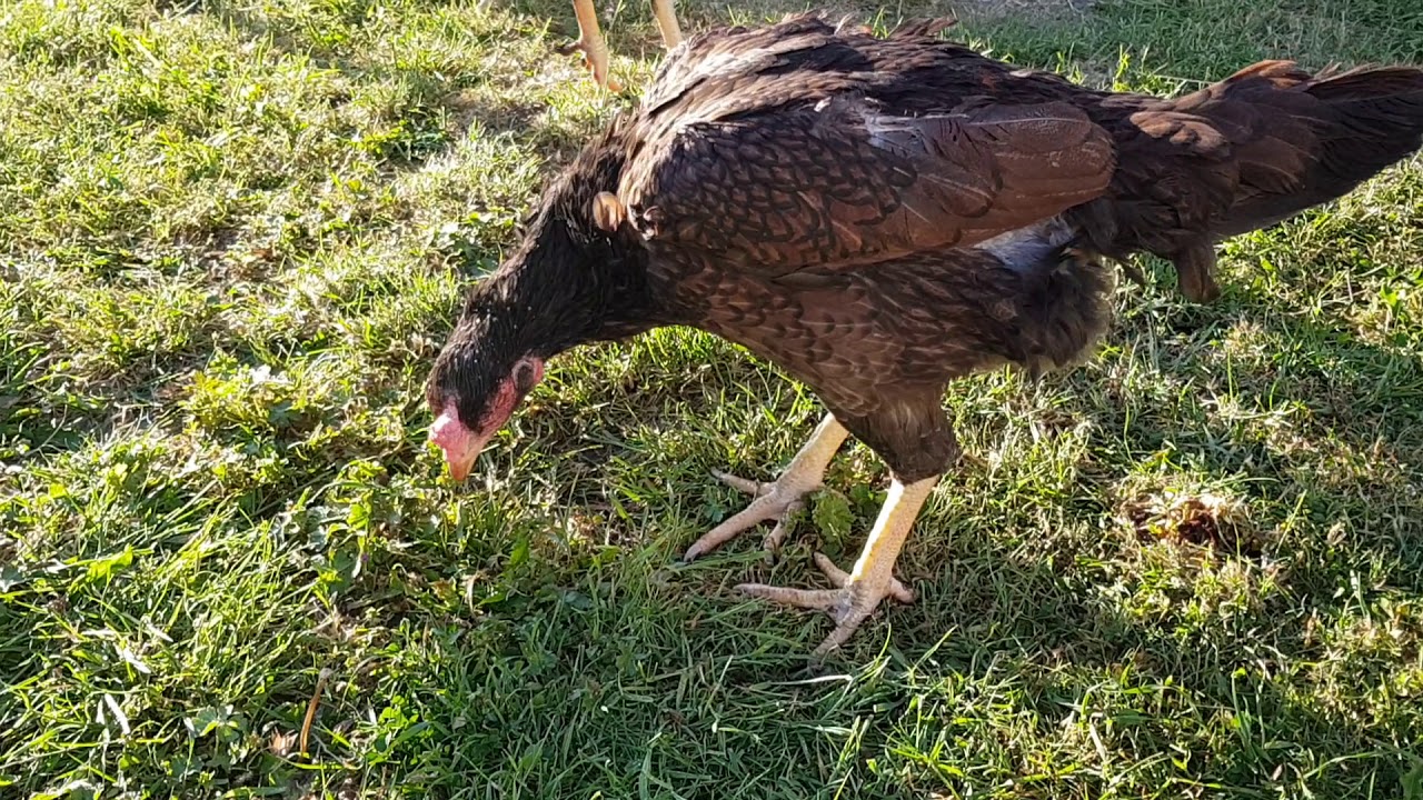 Aseel rooster Murga with aseel hens Asil - YouTube