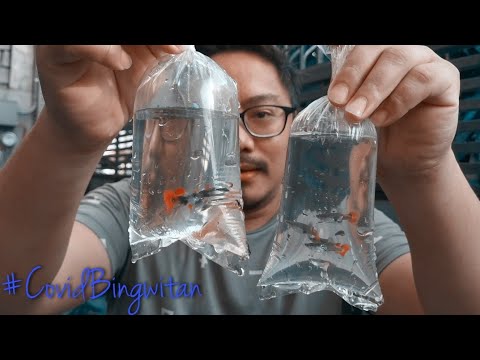 Dumbo Ear Platinum Firetail Guppy and Shoutouts! - YouTube