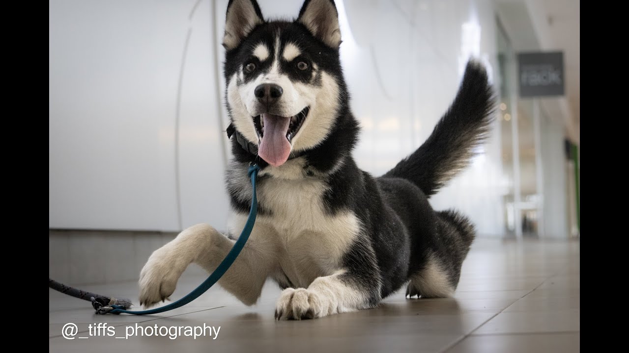 Goose Final/ 5 Month Old Siberian Husky - YouTube