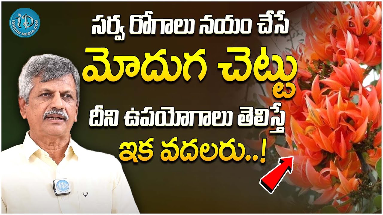 Uses Of Moduga Chettu | మోదుగ చెట్టు అద్భుత ఉపయోగాలు.. || Anjaneya Raju ...