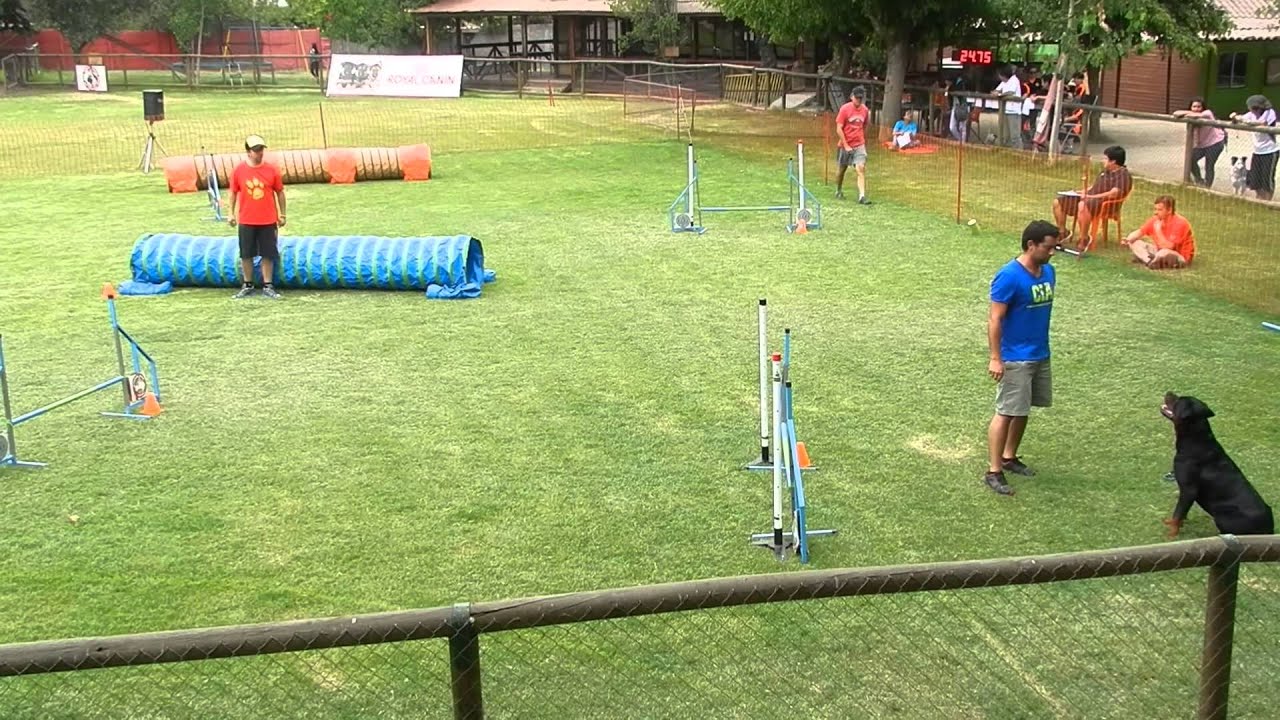 Rottweiler Agility, Aragon - YouTube