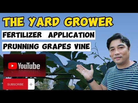 prunning grapes vine and fertilizer application - YouTube