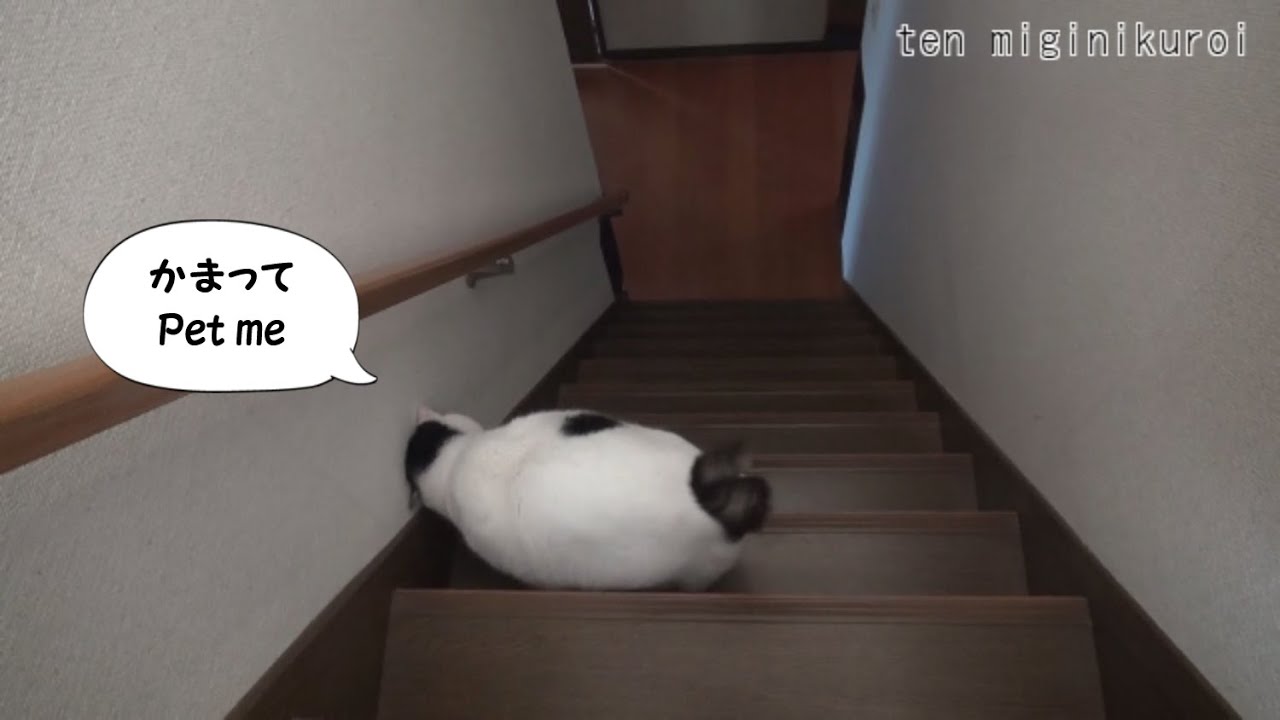 ジグザグに歩く猫 Cat walks zigzag. - YouTube