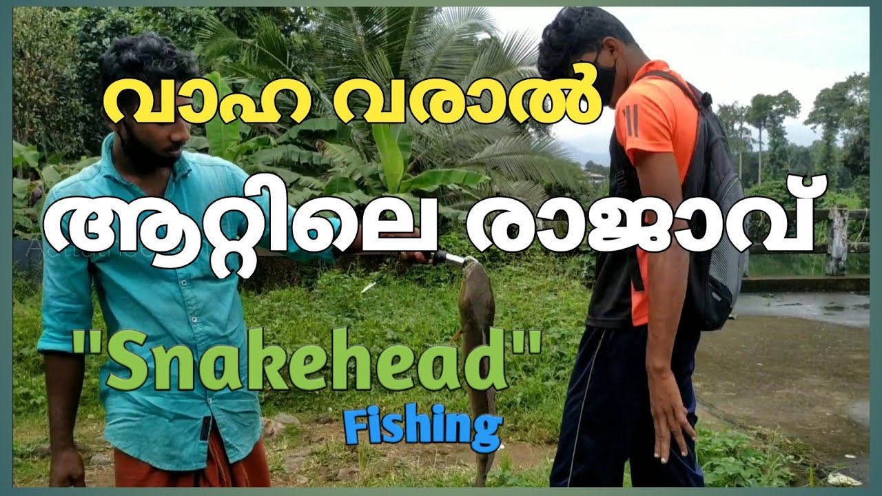 Snakehead Fishing | വാഹ വരാൽ | Lure Casting | River Fishing | Vaaha ...