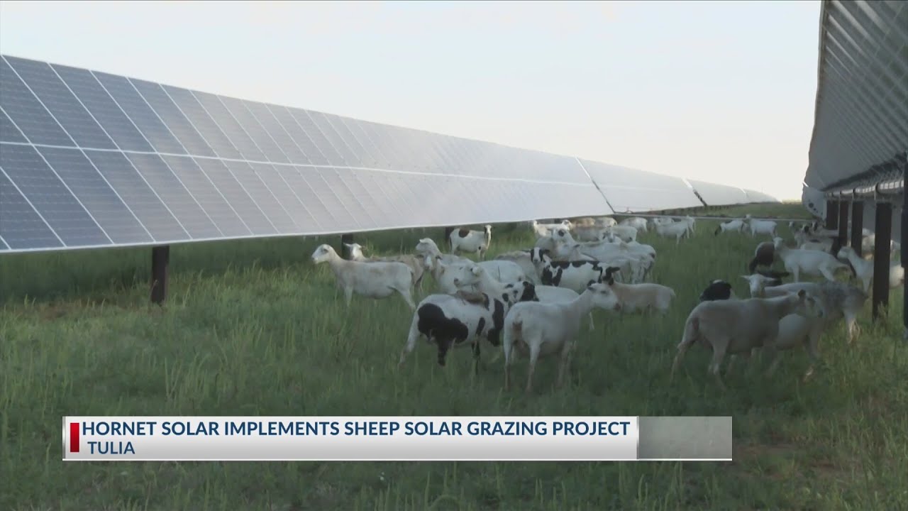 Hornet Solar using sheep for solar grazing - YouTube