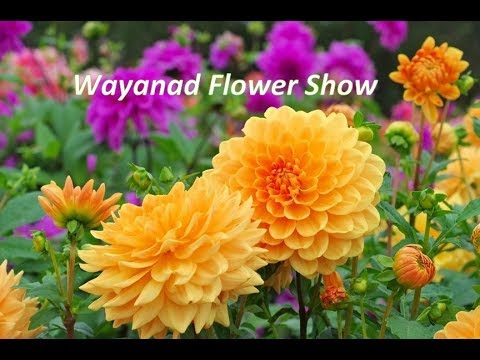 Wayanad Flower Show - Kerala - YouTube