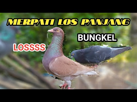 CIRI-CIRI MERPATI LOS PANJANG || KATURANGGAN RABAAN MERPATI LOS PANJANG STUT KENCENG