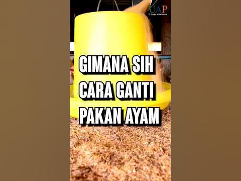JANGAN SALAH !!! Begini Cara Ganti Pakan Ayam yang Benar - YouTube