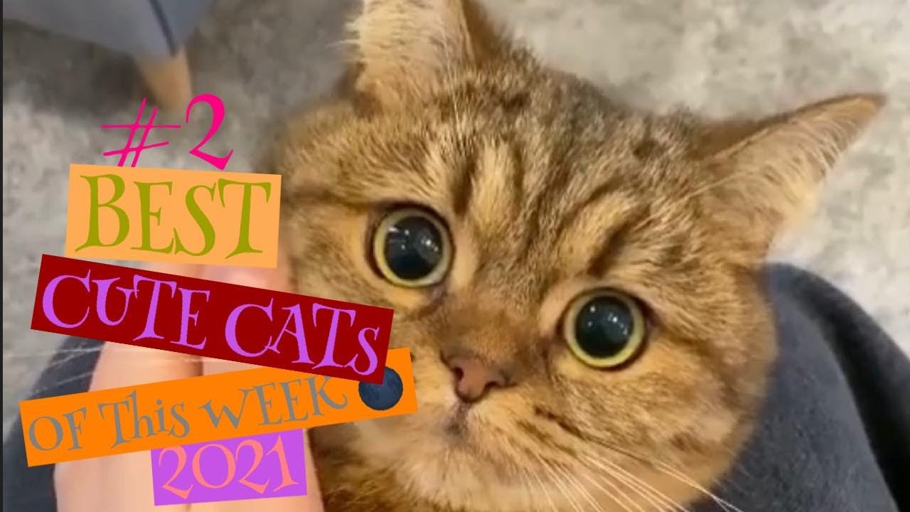BEST CUTE CATs OF This Week! 2021🌷#02 - YouTube