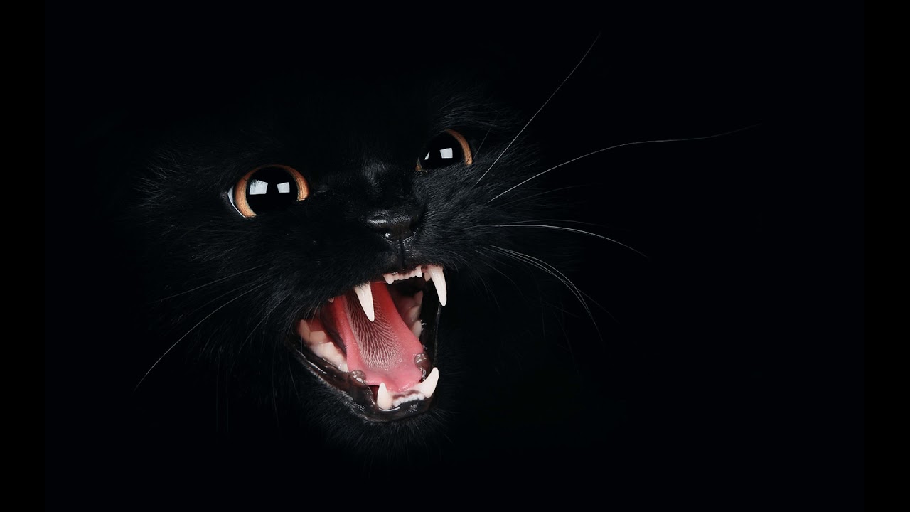 Creepypasta "El Gato Maldito" - YouTube