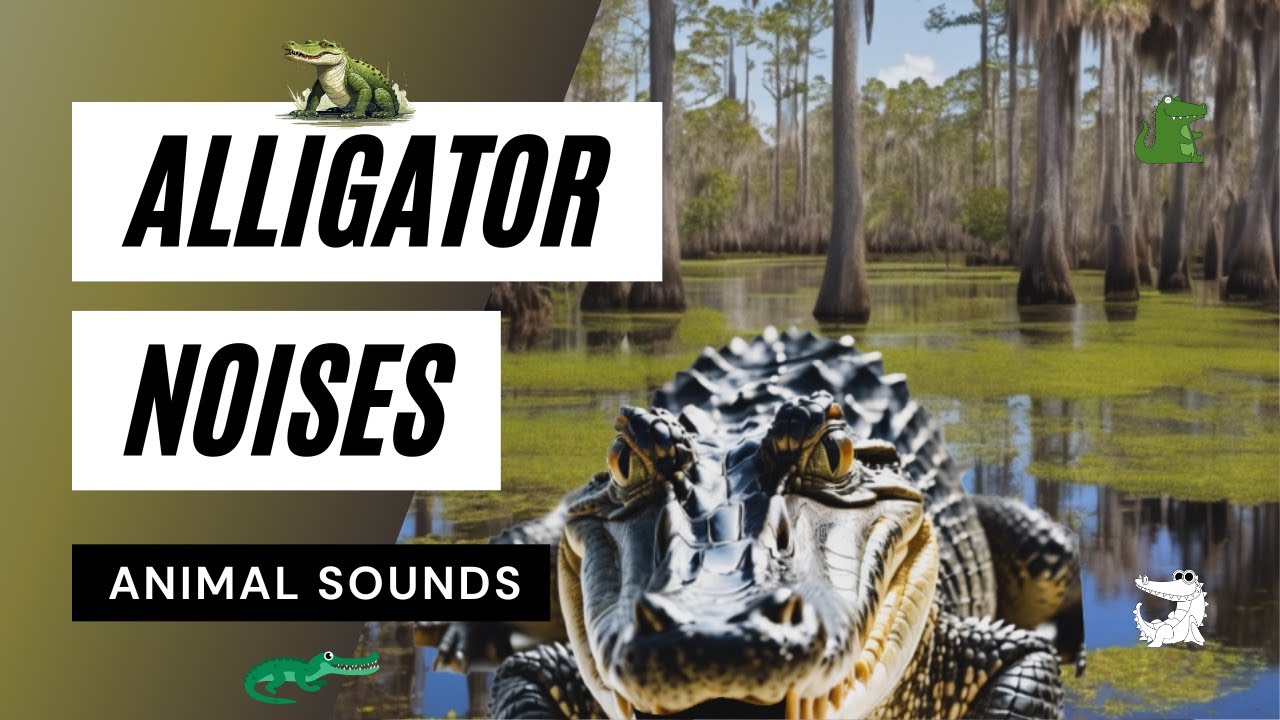 Animal Sounds: Alligator Noises - 🐊🐊🐊alligator noise | animal sounds ...