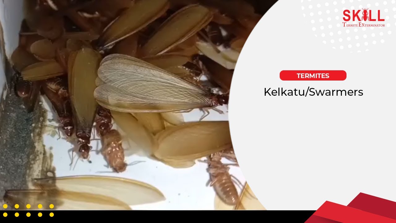 Kelkatu/Swarmers - YouTube