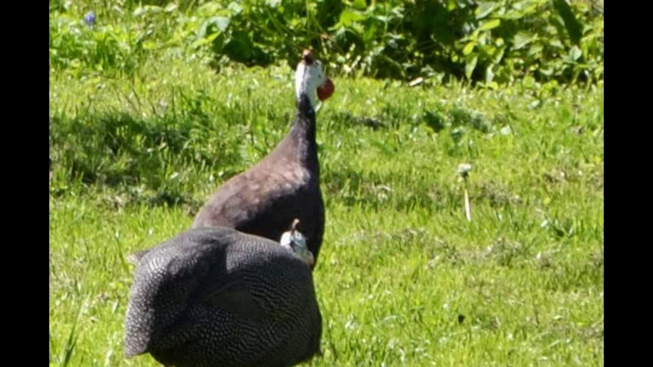 Giovane Faraona - YouTube