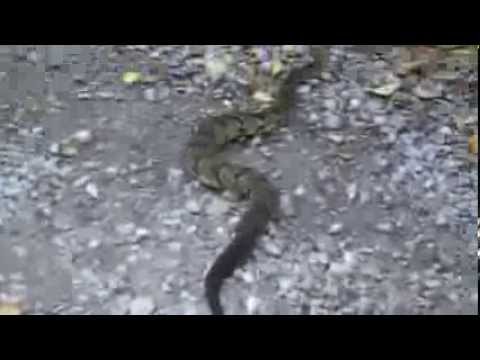 Coon Tail Rattle Snake - September 30 2008 - YouTube