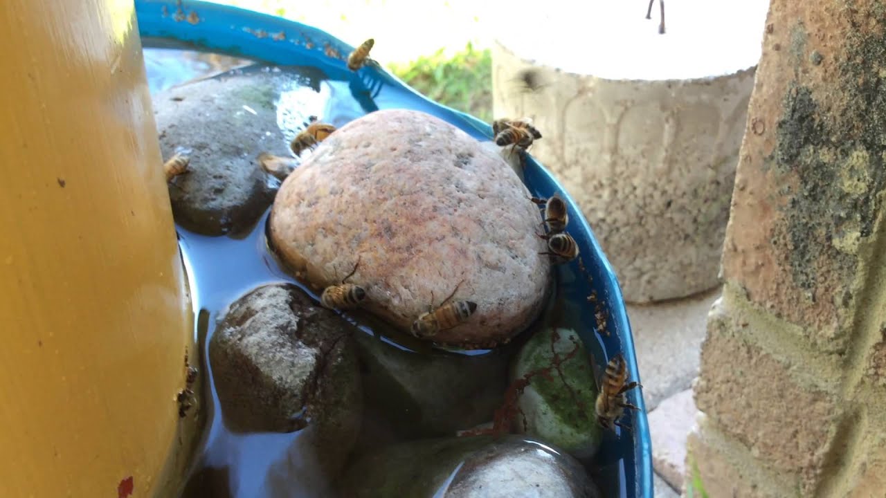 Beekeeping - Thirsty Bees - YouTube