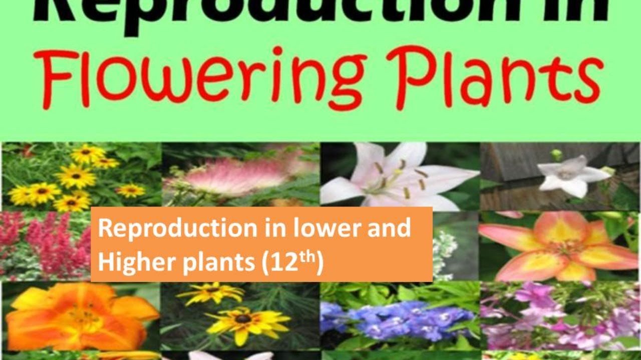 Reproduction in lower and higher plants(12th) - YouTube