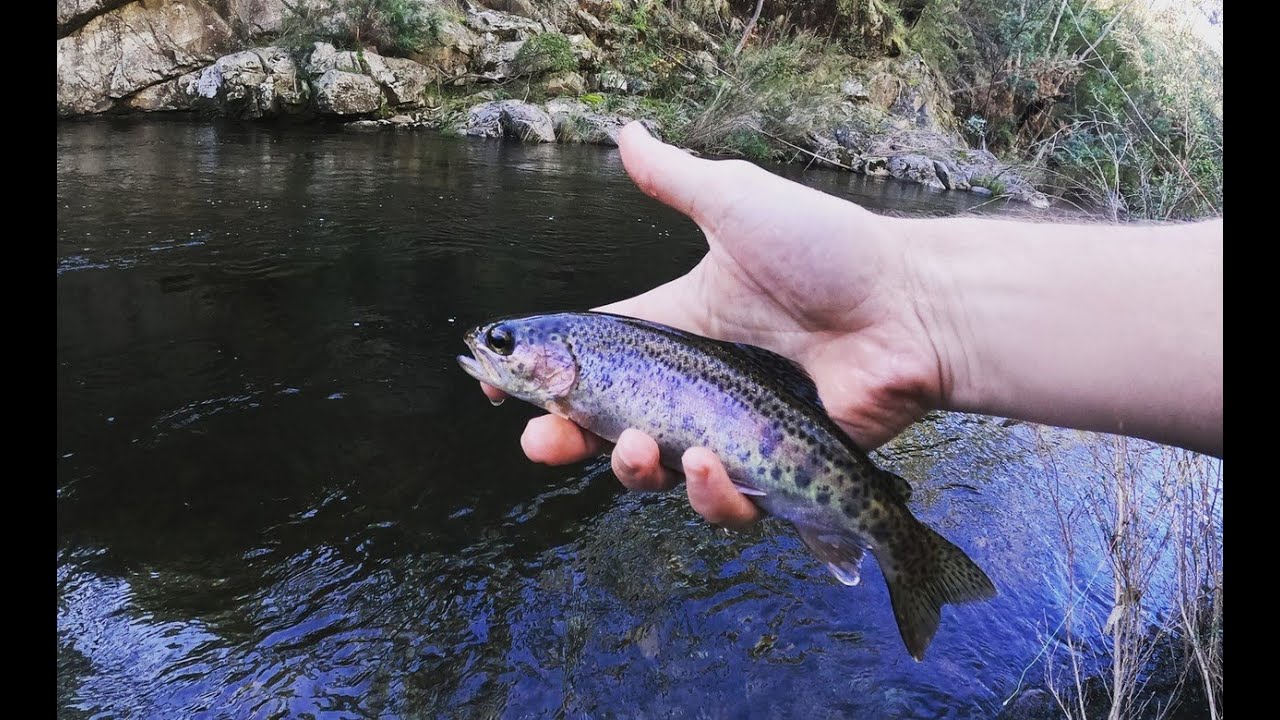 Exploring New TROUT Waters - Cotter River - YouTube