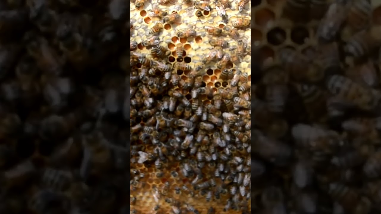 Fácil identificación de una colmena Huérfana | 👉Colmena Zanganera🐝 ...