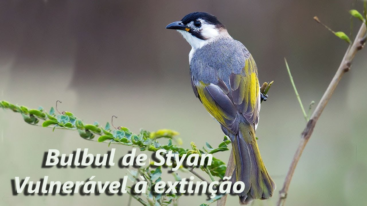 Bulbul de Styan | Pycnonotus taivanus - YouTube