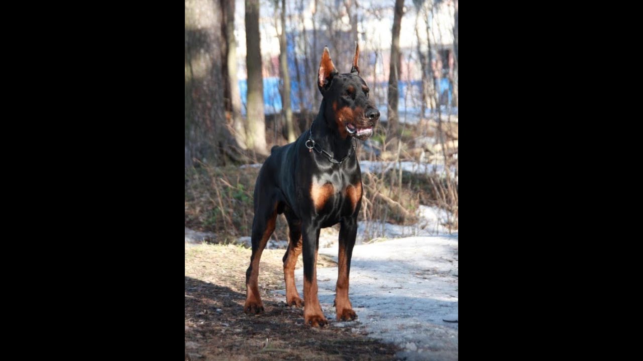 European Doberman - Pride of Russia Dobrinya ZTP - YouTube