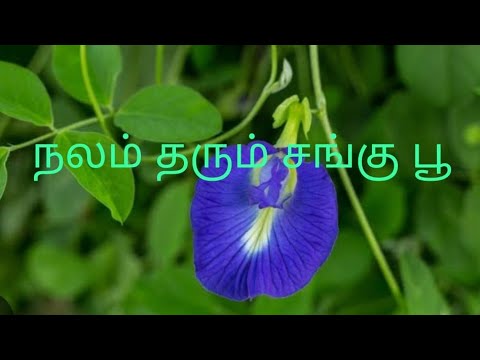 Nalam tharum sangu flower - YouTube