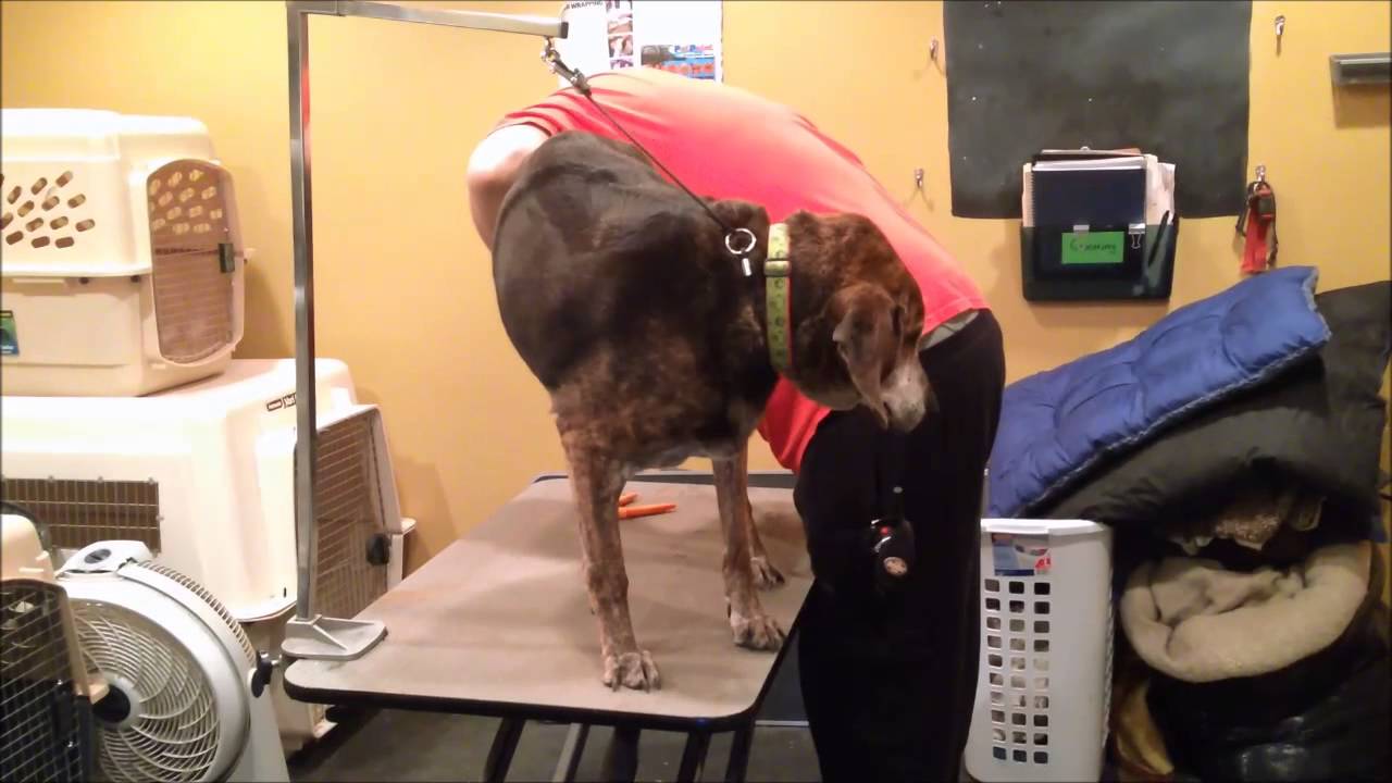 Dog getting nails done- before & after training - YouTube