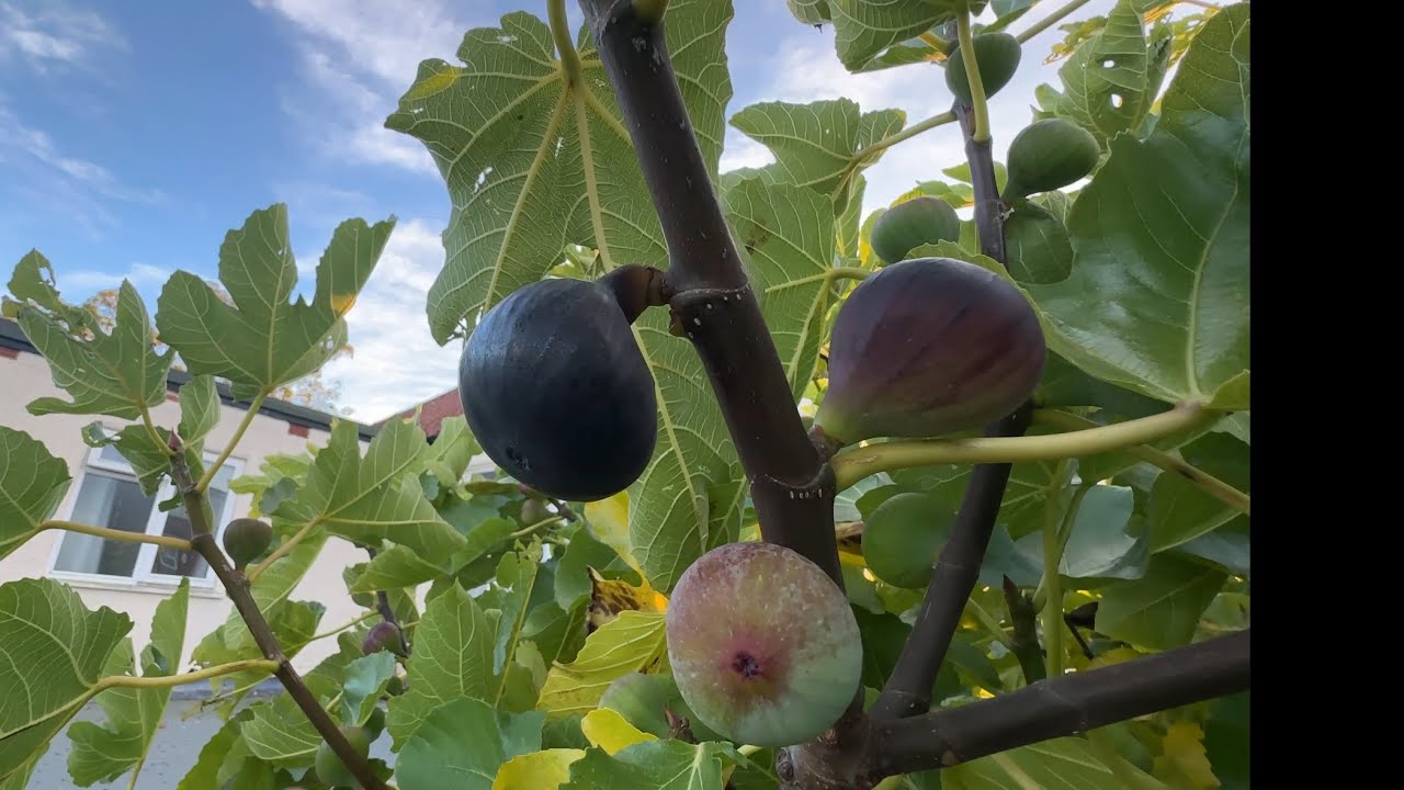 Picking & Tasting Main Crop Figs in October 🤩 - YouTube