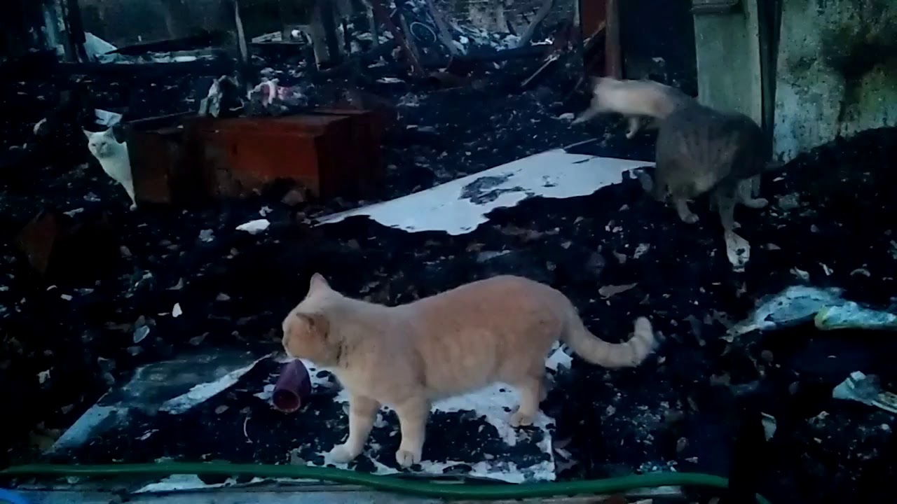 The Feral Cats In Our Burned Down Home - YouTube