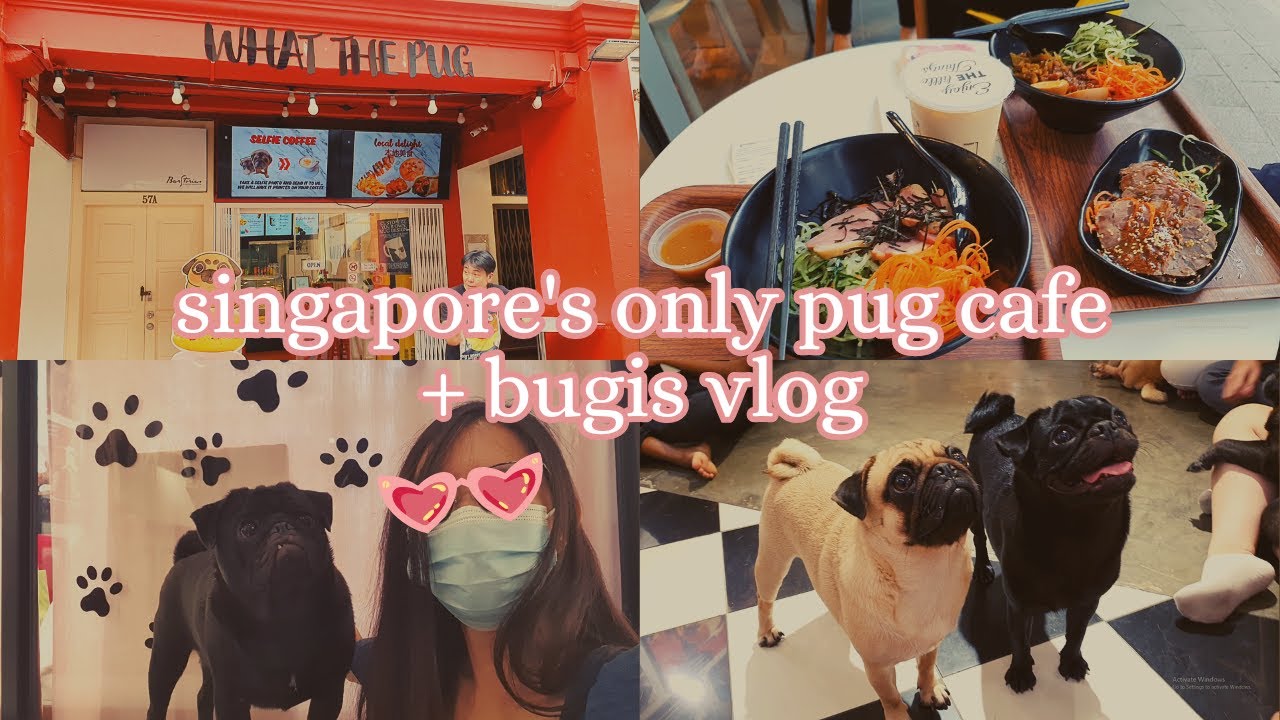 Singapore's Only Pug Cafe + Explore Bugis - YouTube