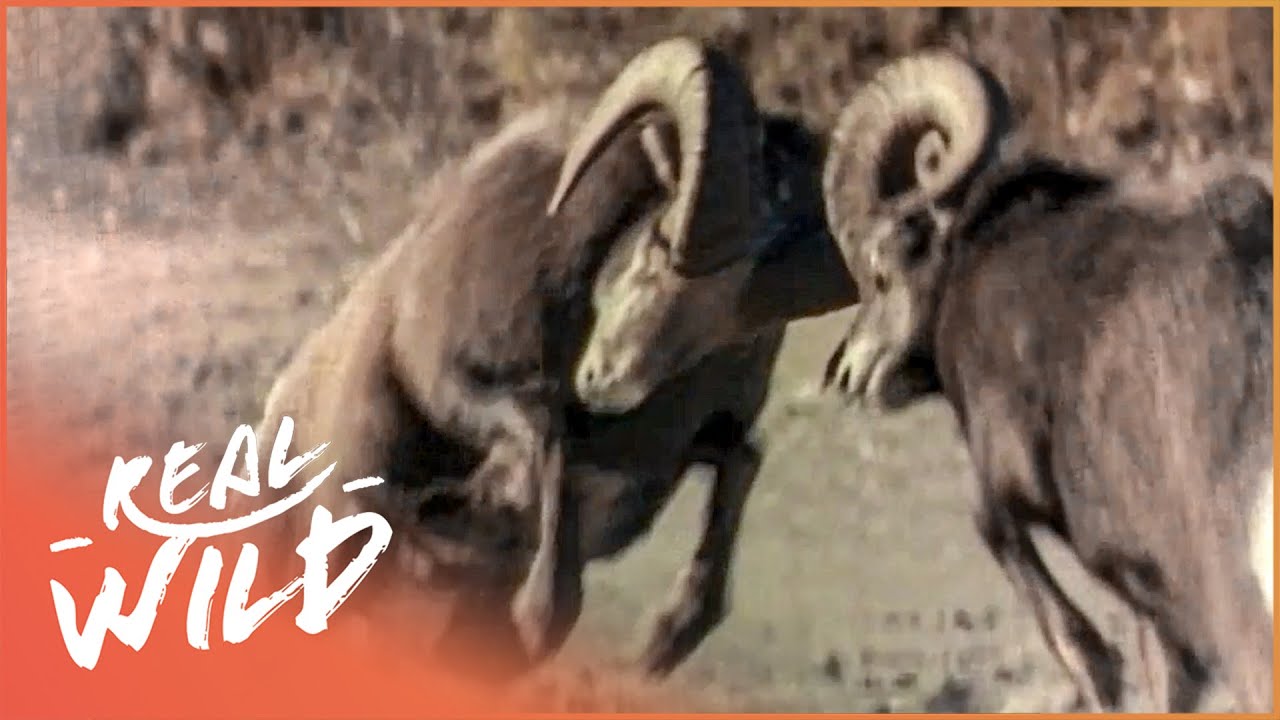 The Animal Kingdom's Greatest Fights | Wild America | Real Wild - YouTube