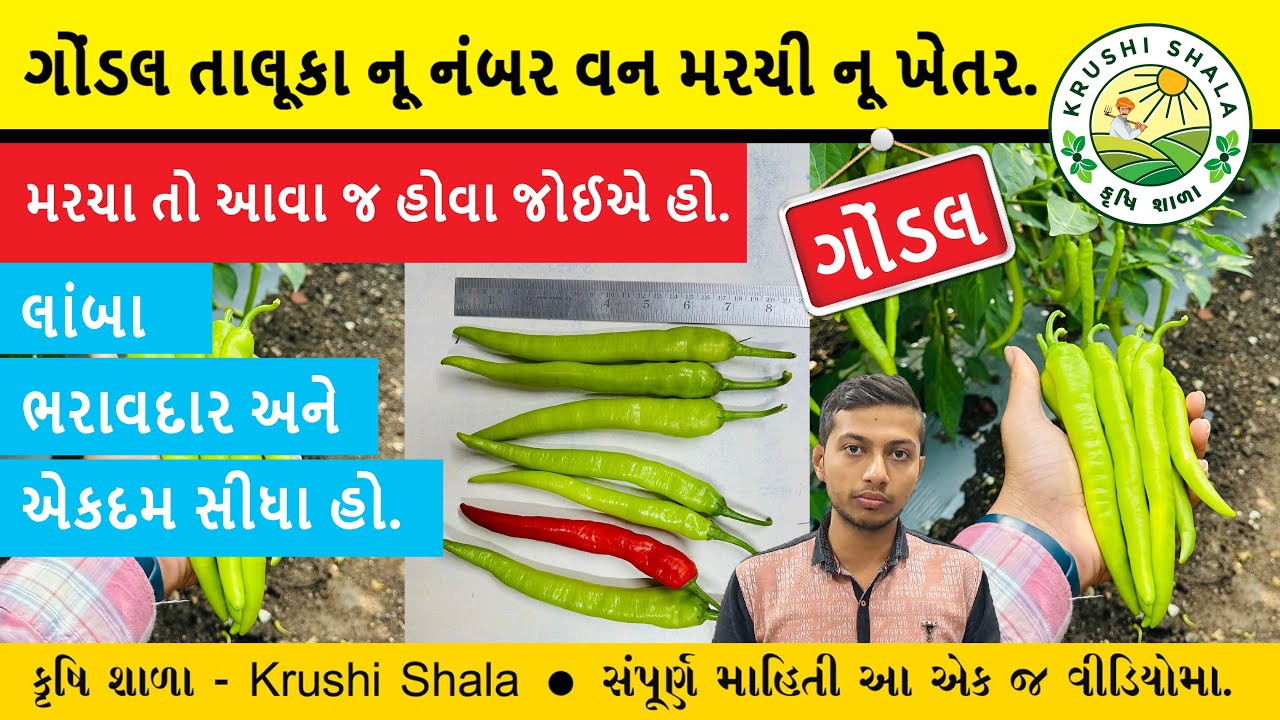 મરચા વળી જાય છે અને ફાલ ખરી જાય છે તો તેનૂ સંપૂર્ણ નિવારણ. (Multiplex ...