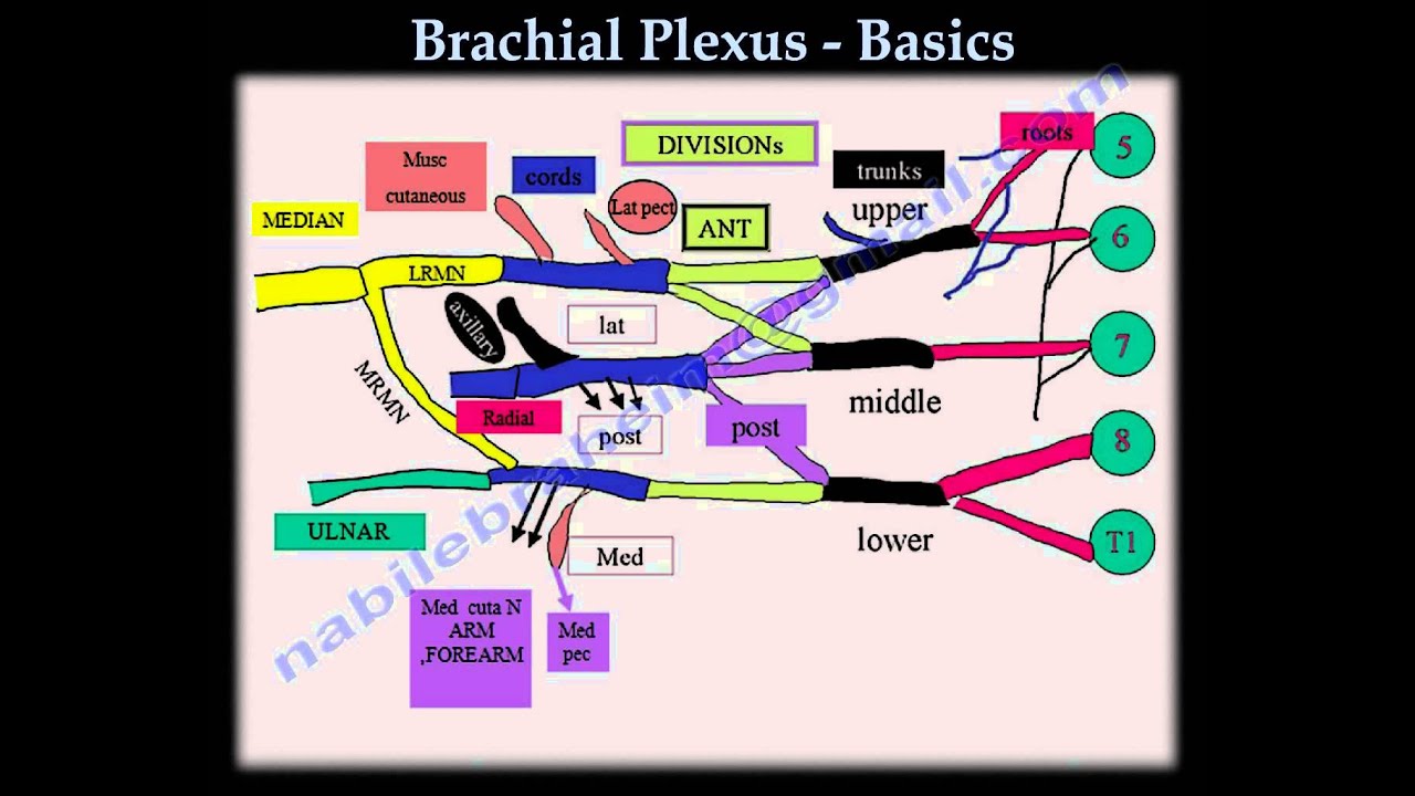 Brachial Plexus anatomy - Everything You Need To Know - Dr. Nabil ...