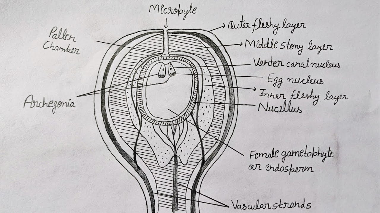 How to draw a vertical section of an ovule of Cycas | साइकस के बीजाण्ड ...