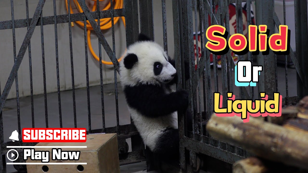 Are Pandas Solid Or Liquid? | iPanda - YouTube