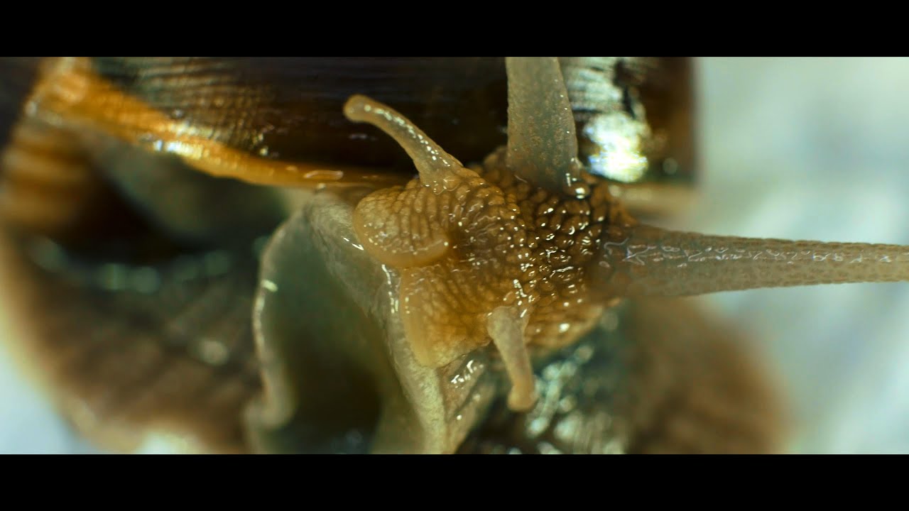 The snail 4K (Panasonic GH4 + Sigma 30mm f1.4 (f5.6)) - YouTube